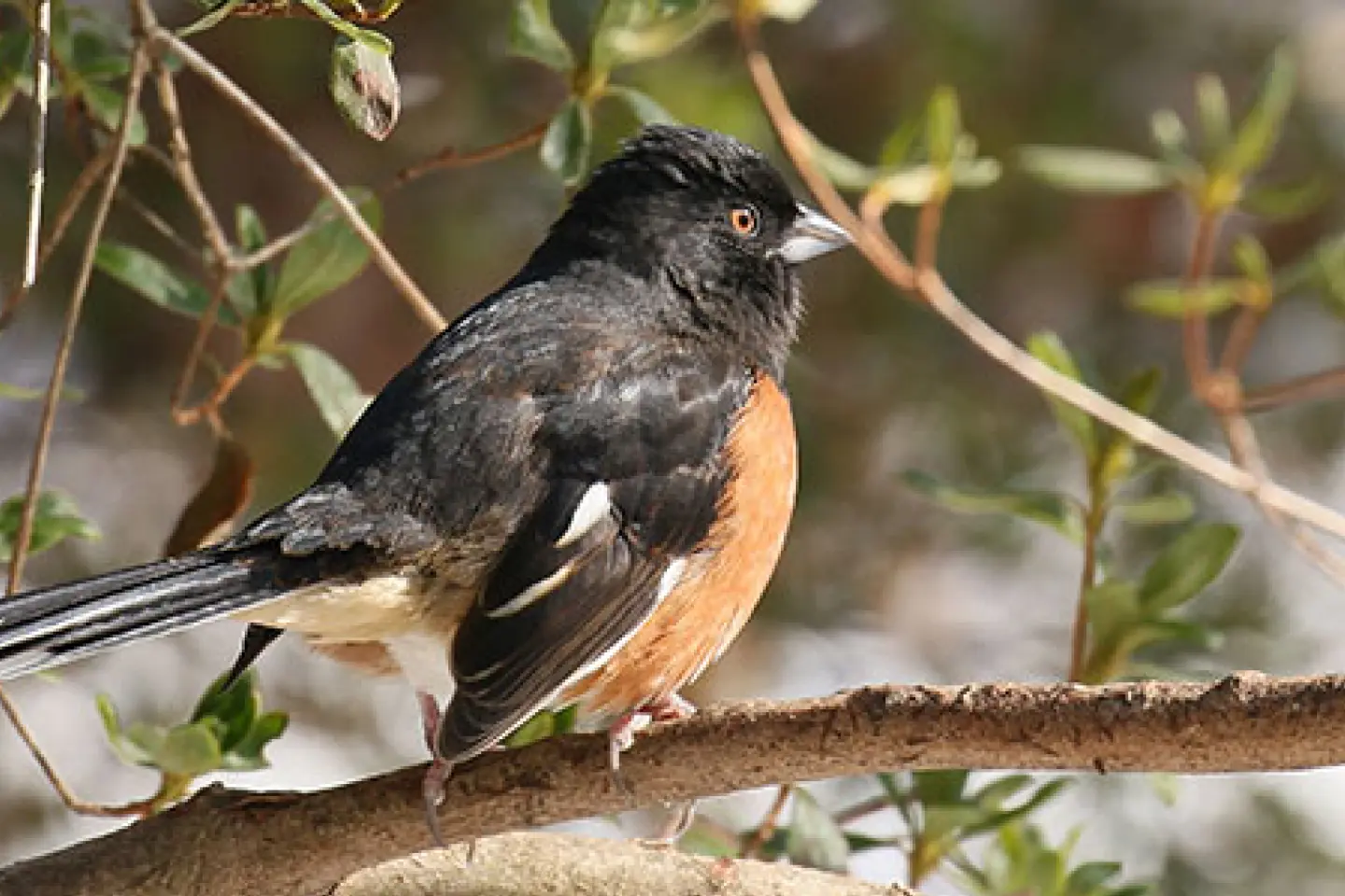 New Hope Bird Alliance