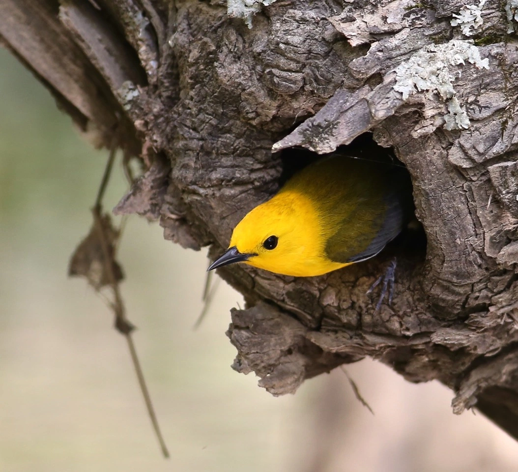 Ways to make habitat safe and friendly for wildlife - New Hope Bird ...